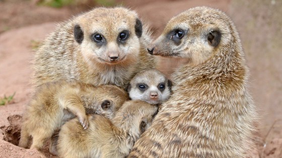 An adorable meerkat family and 15 more of this week's best animal photos!