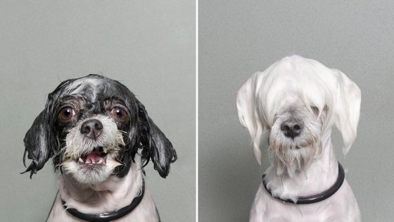 Soggy dog! Photog captures pooches during bath time