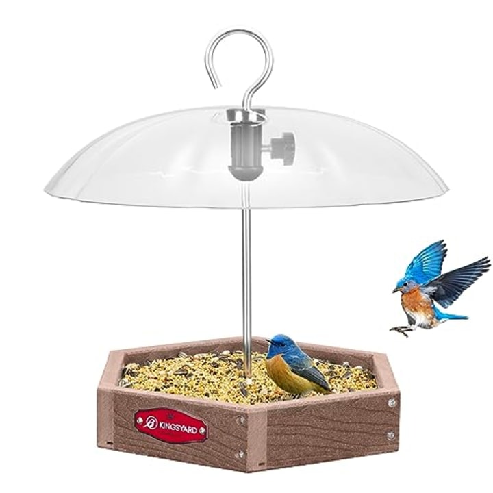 The best bird feeders in 2024, according to experts