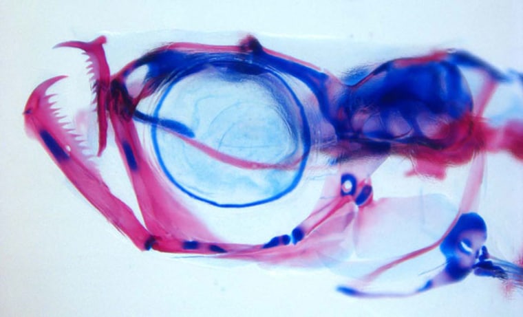 New 'Dracula fish' has fake fangs