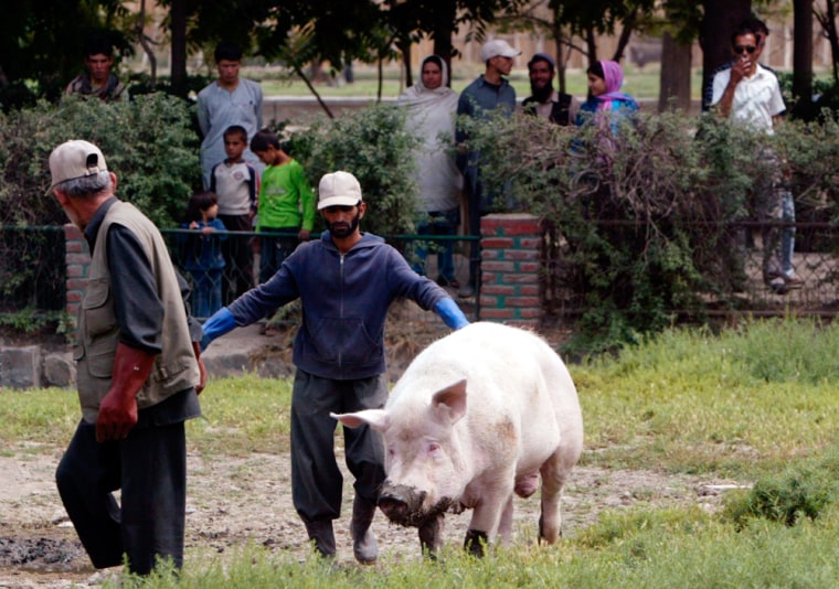 Afghan pig gets out of the pen