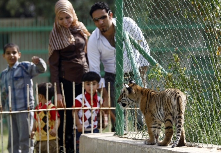 Baghdad’s once ravaged zoo comes back to life