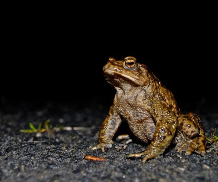 7 terrific toad survival tactics