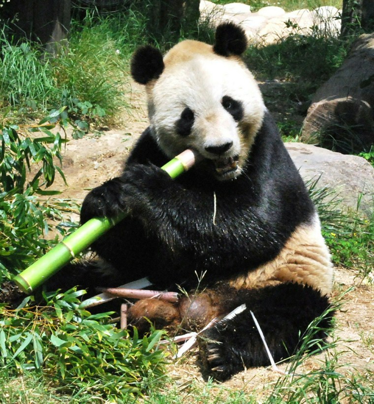 Panda's death intensifies diplomatic spat