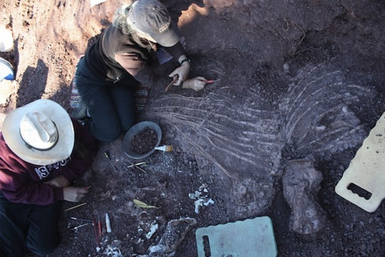 Dinosaur predecessor unearthed in Texas