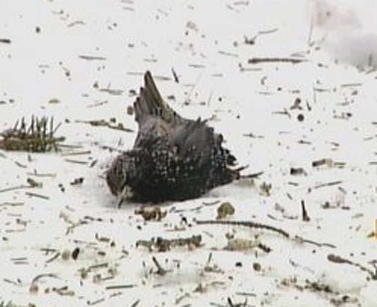 Mass bird die-off: Feds poisoned them