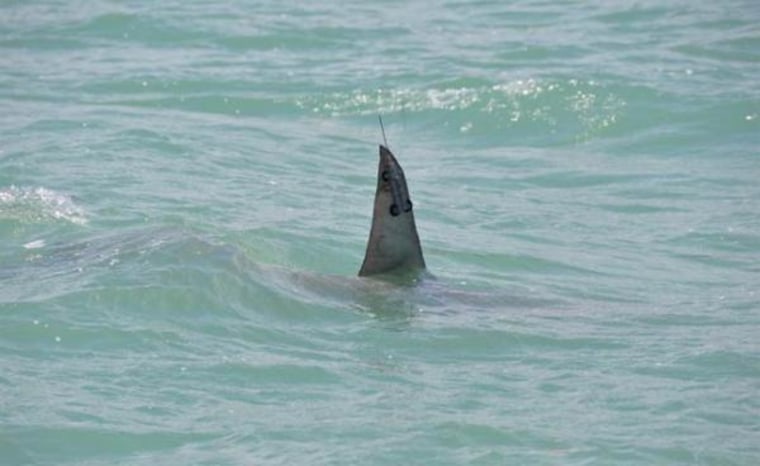 Hammerhead Shark Fins