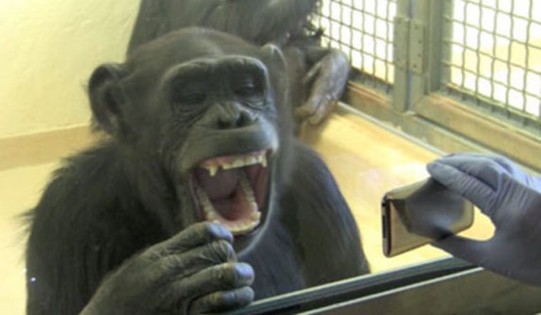 No jaw-dropper: Chimp yawning is contagious