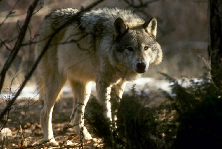 Man versus gray wolf — or man with gray wolf?