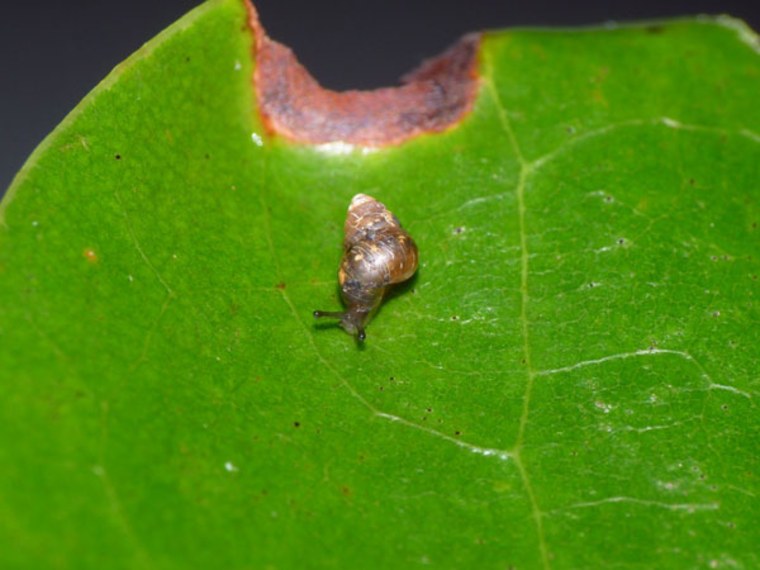 Snails survive being eaten and excreted by birds