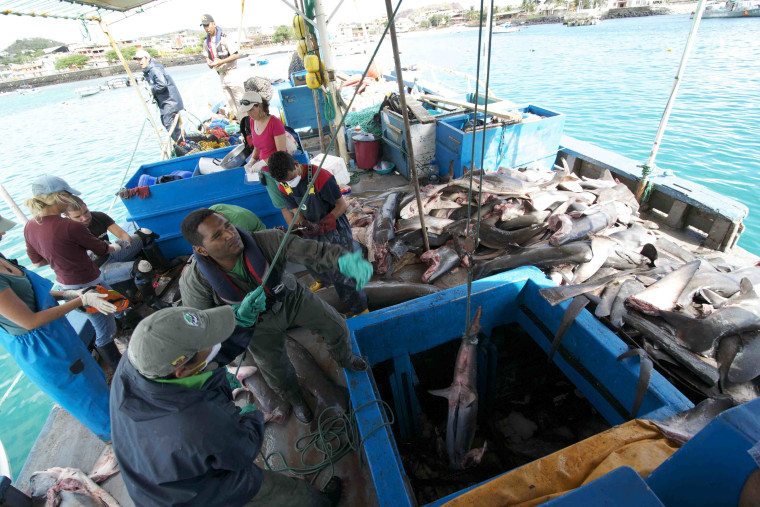 'Marine massacre': Hundreds of dead sharks buried at sea