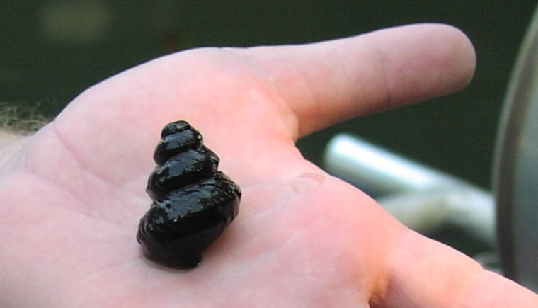 Alabama snail first to make comeback from endangered list