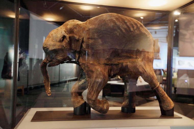 Reindeer herder finds remains of baby mammoth in Russia's Arctic