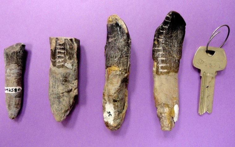 Big dinosaurs took road trips when they needed food