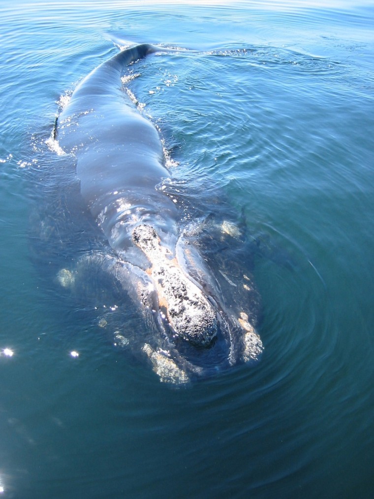 Quieter oceans can make for less-stressed right whales