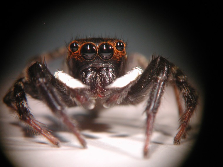 Jumping spiders have unique vision trait — seeing green