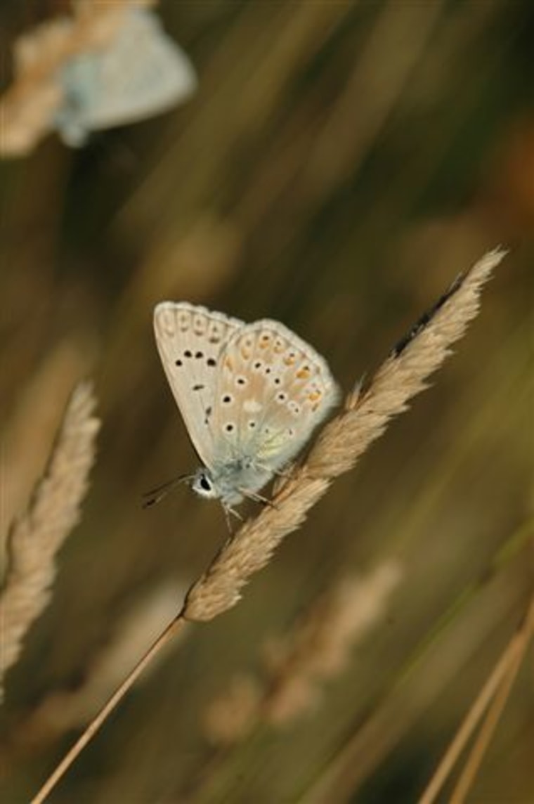 How butterflies adapt when climate changes
