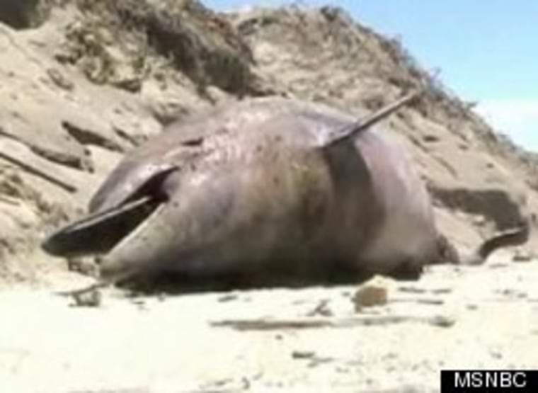 Are dolphins doomed? They're certainly taking a hit