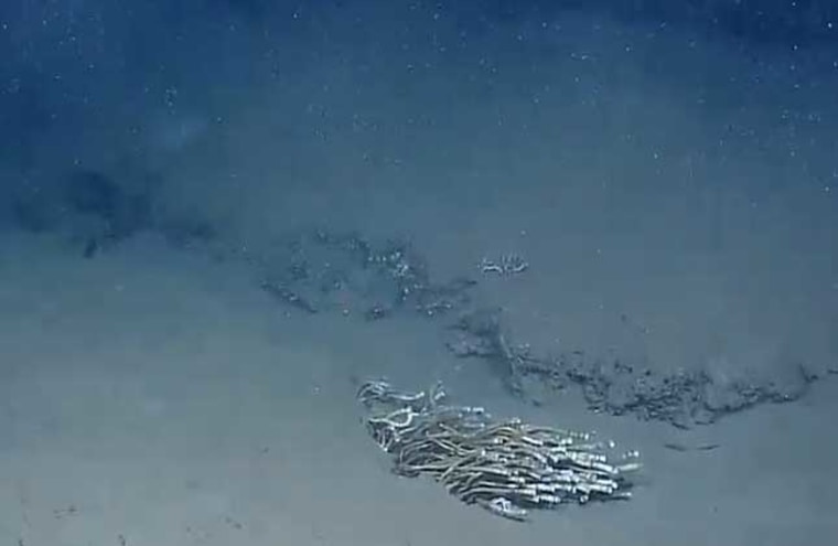 Webcam takes you on a dive to explore the deep ocean