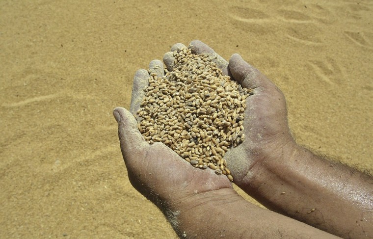 As India's kids starve, $1.5 billion worth of grain rots