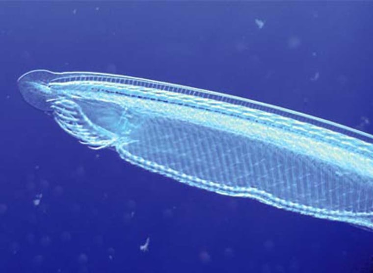 500 million-year-old 'mistake' led to humans