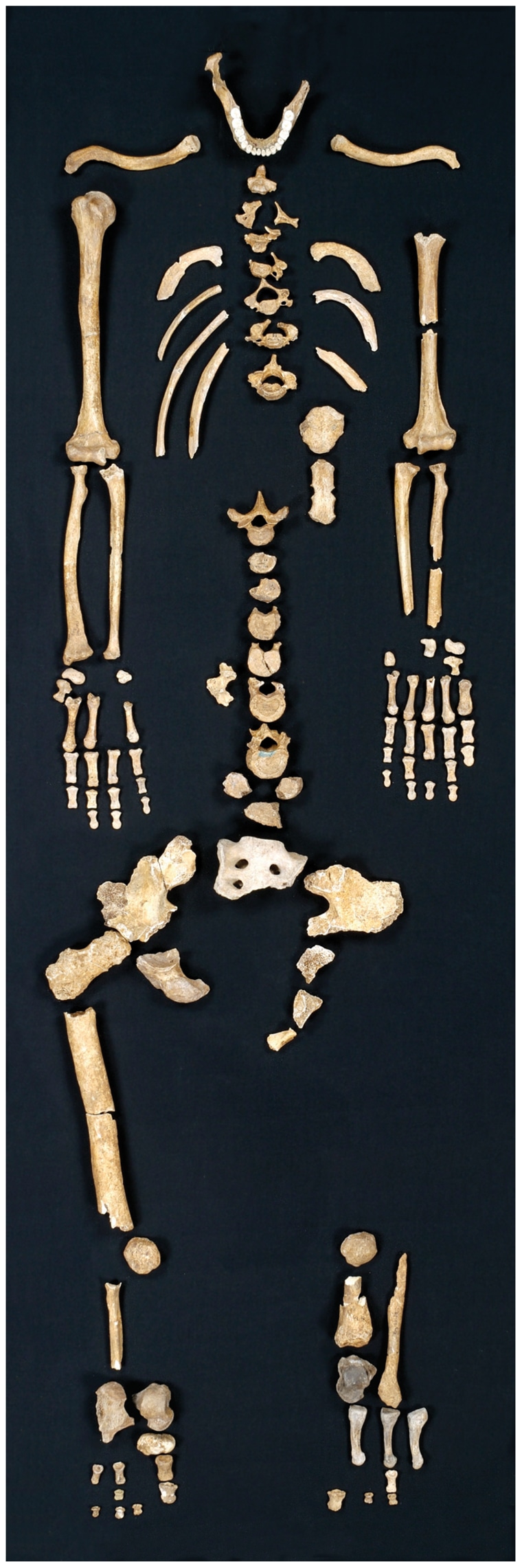 Most Neanderthals were right-handed like us, researchers find