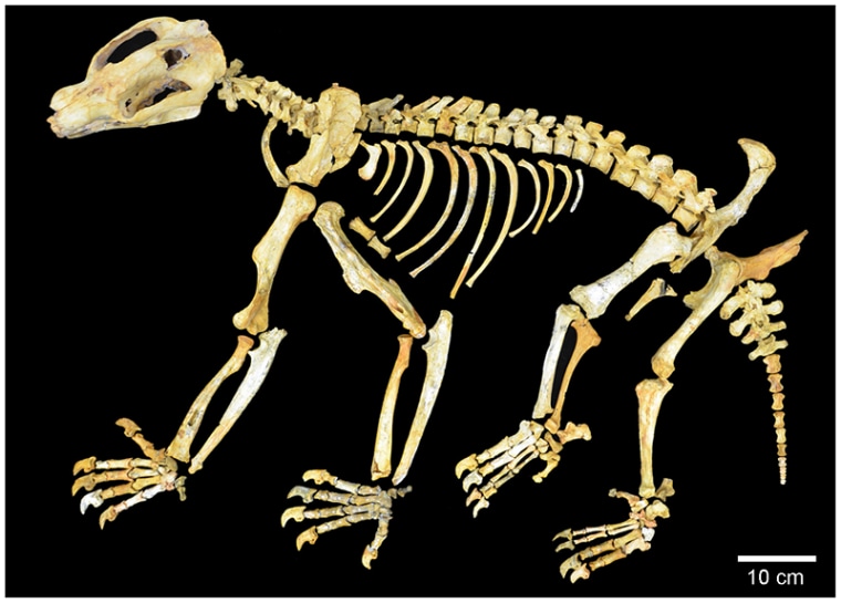 Massive marsupials once swung from Australia treetops
