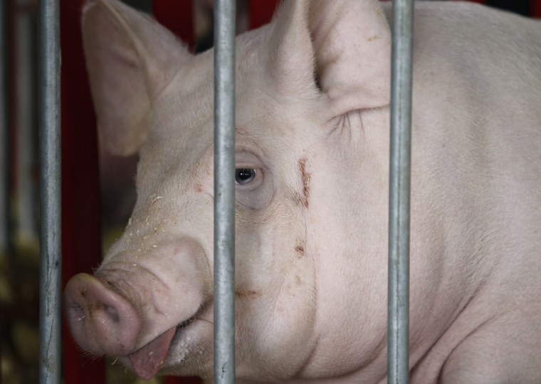 Pork still thriving despite swine flu scare