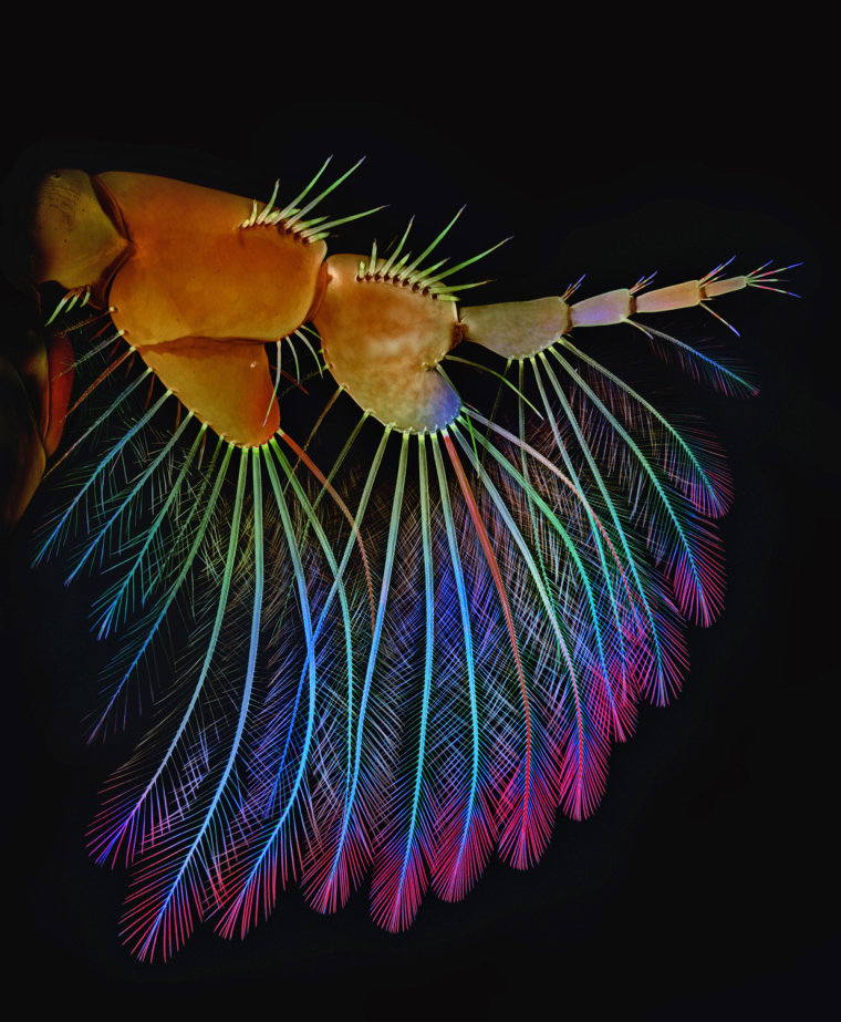 Olympus BioScapes 2012