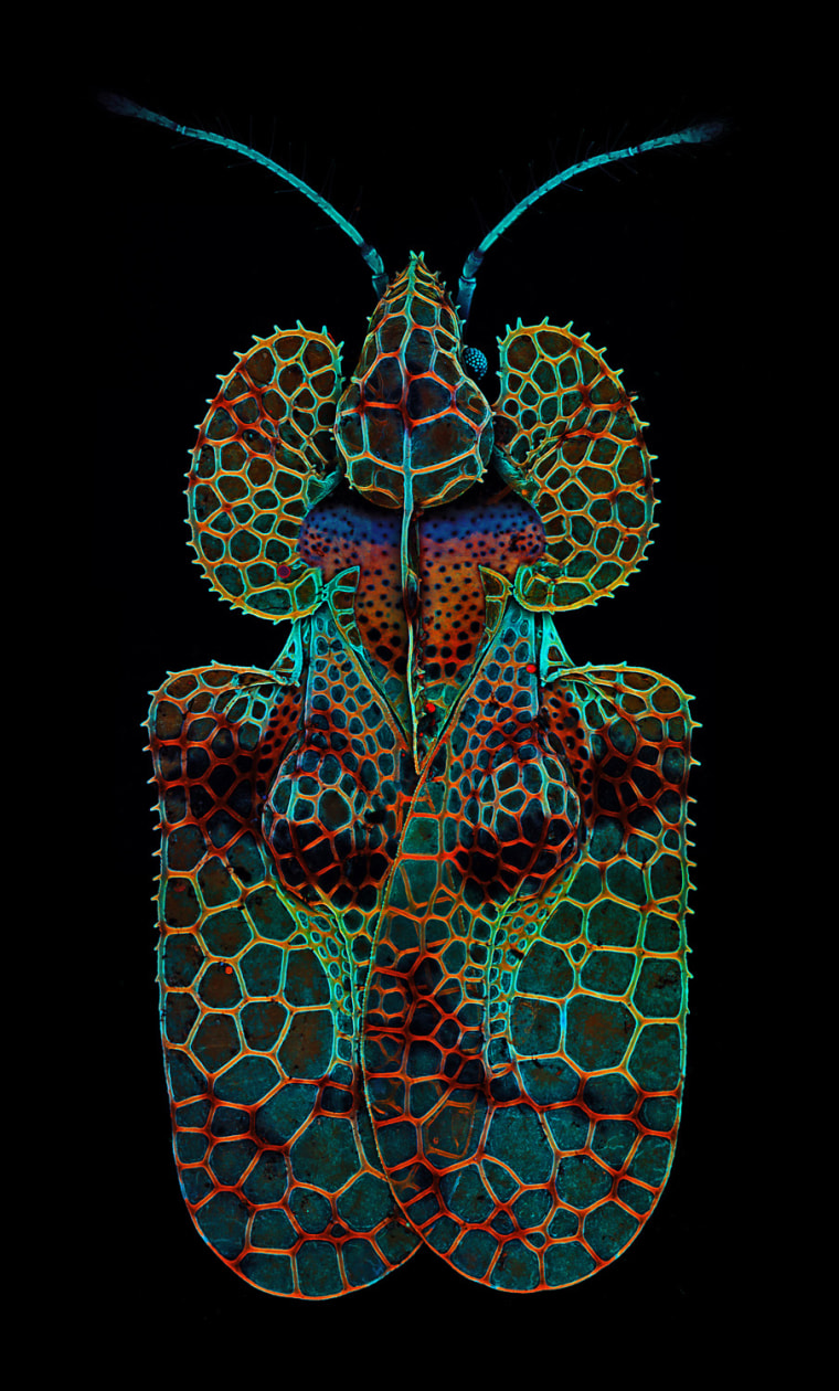 Olympus BioScapes 2012