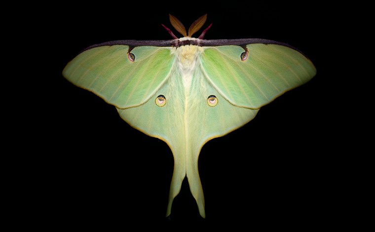 'Nocturne: Creatures of the Night'