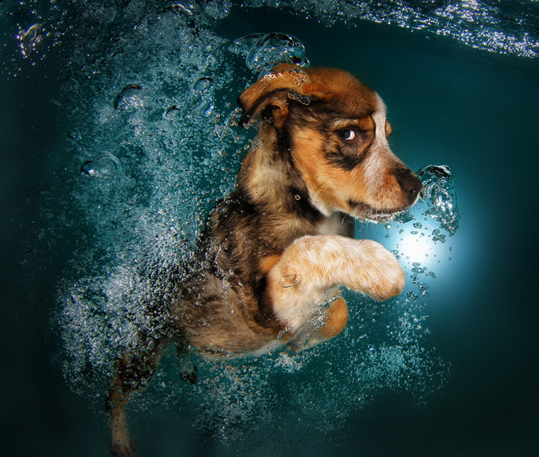 Dive into these photos of crazy cute puppies underwater
