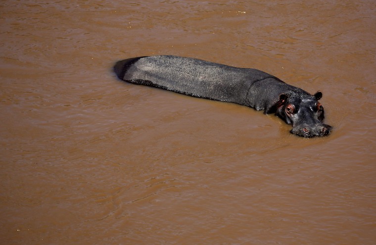 Animal Tracks: Oct. 6 - 13