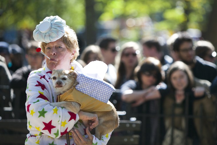 Bow-wowza! Costumed dogs on parade