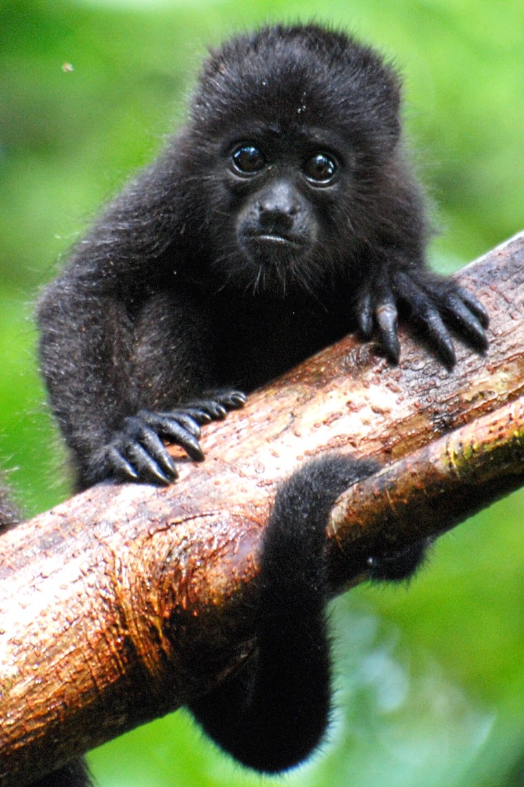 Animal Tracks: 'The Sarcastic Lens'