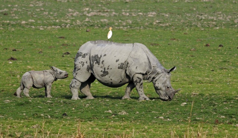 Animal Tracks: April 5 - 12
