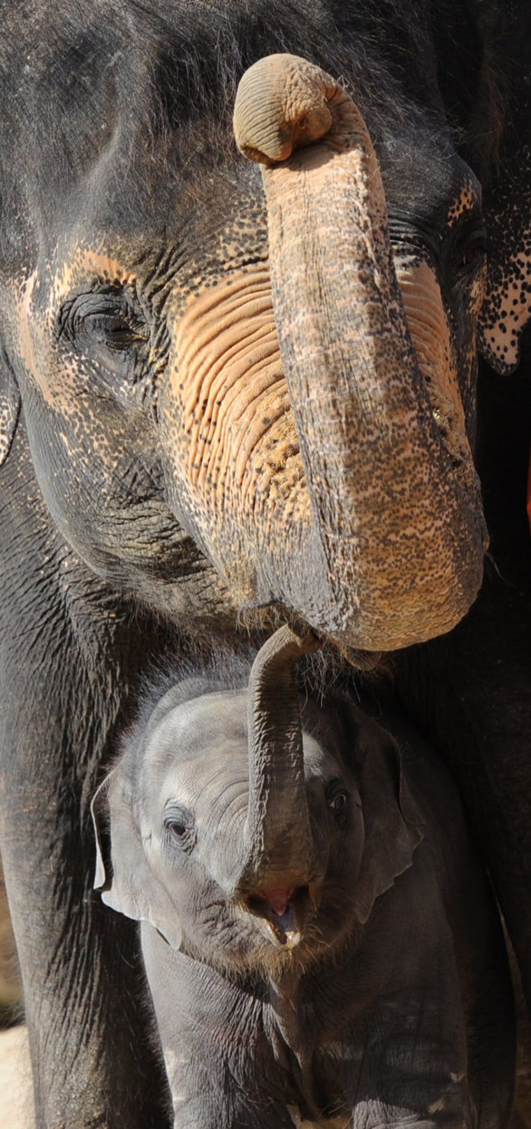 Animal Tracks: April 3 - 10