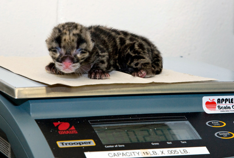 newborn leopard size
