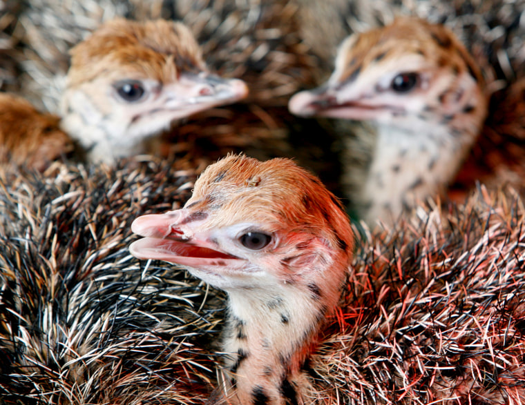 Animal Tracks; April 26 - May 3