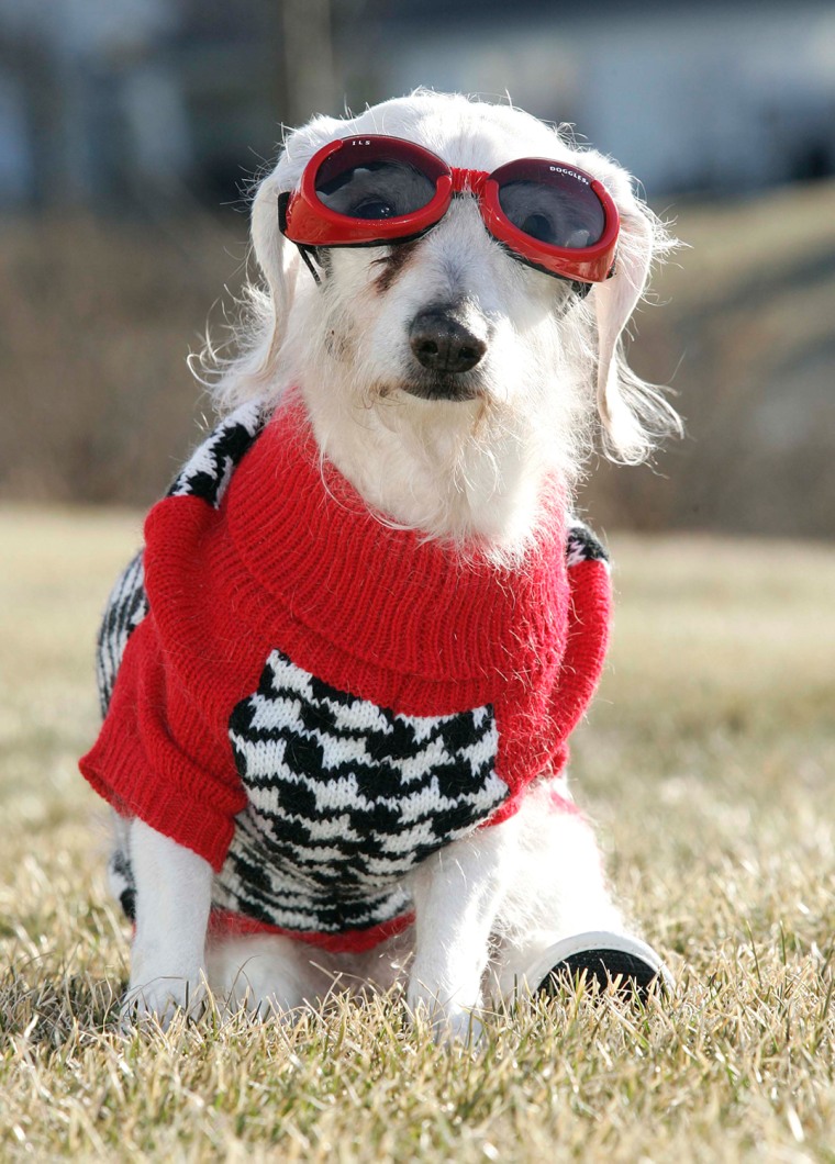 chanel dog jumper