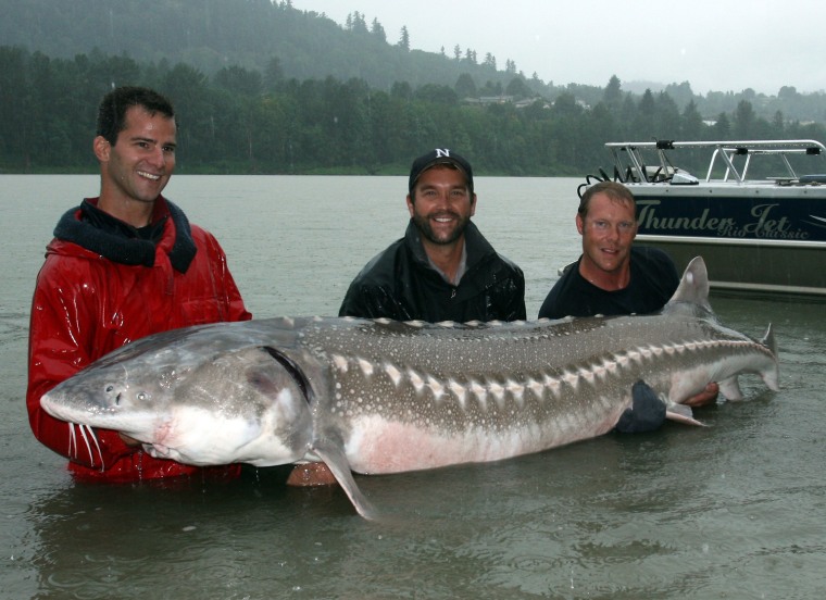 Monster fish