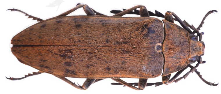 Treasures from the Heart of Borneo