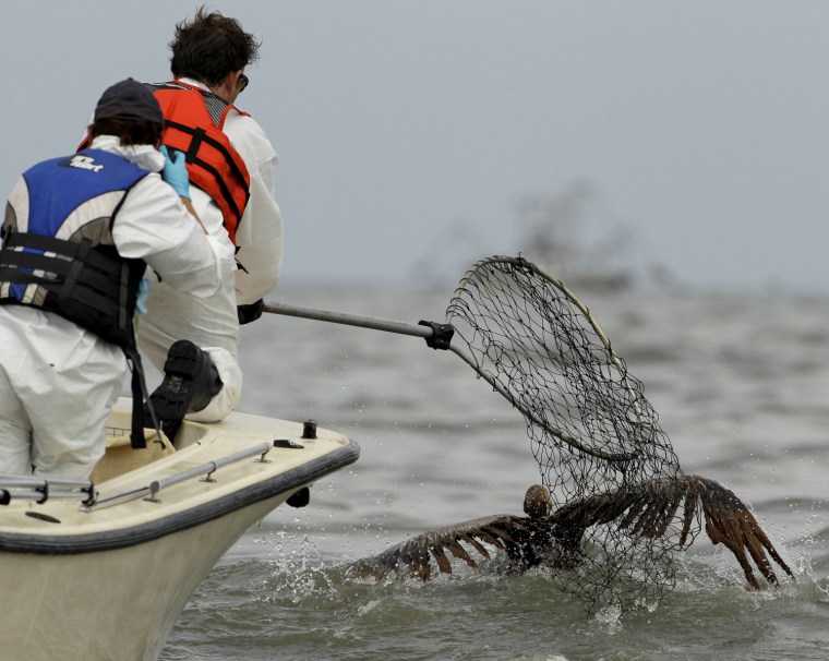 Deepwater Horizon rig oil hits land