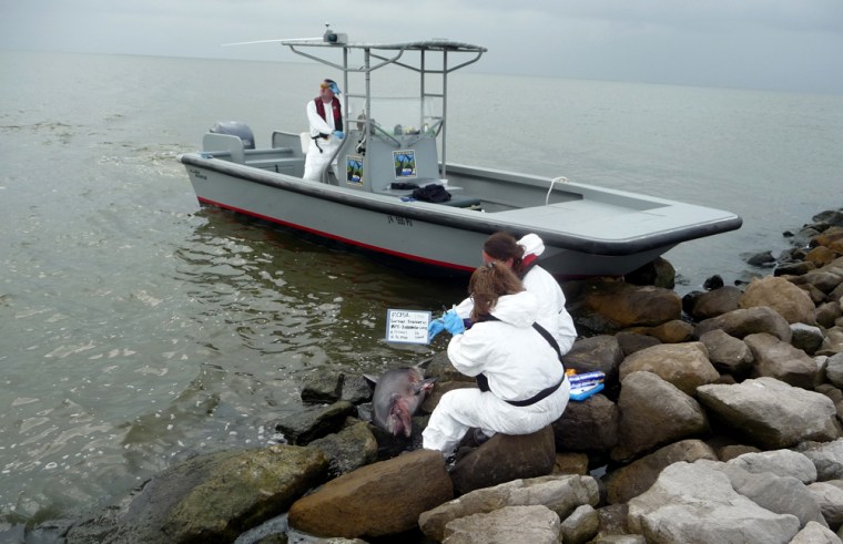 Deepwater Horizon rig oil hits land