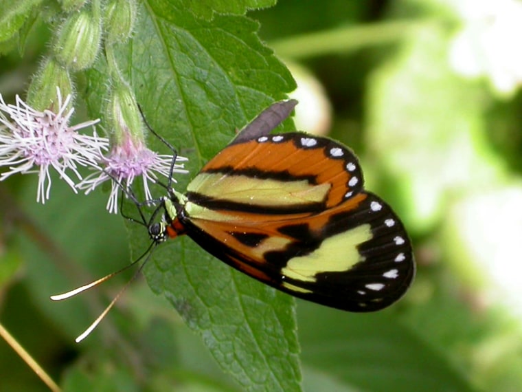 Biodiversity in Brazil