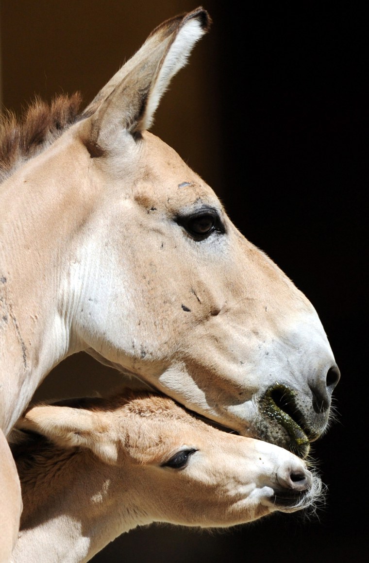 Animal Tracks: June 13 - 20