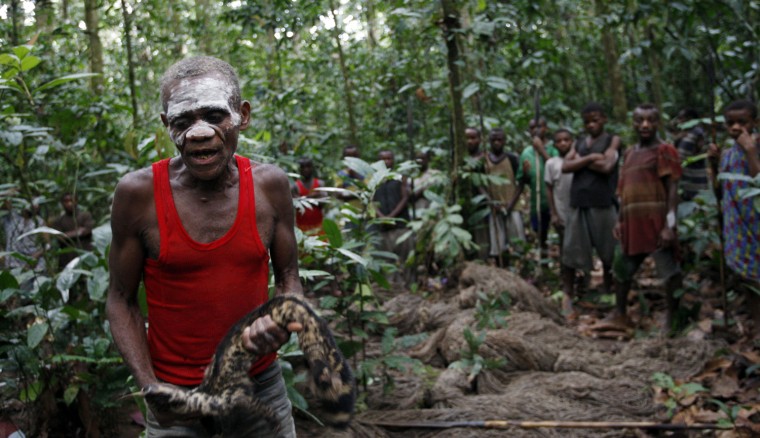 Pygmies join bushmeat trade, threatening own culture
