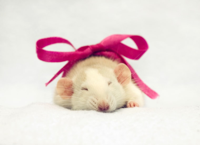 Rat race to cuteness