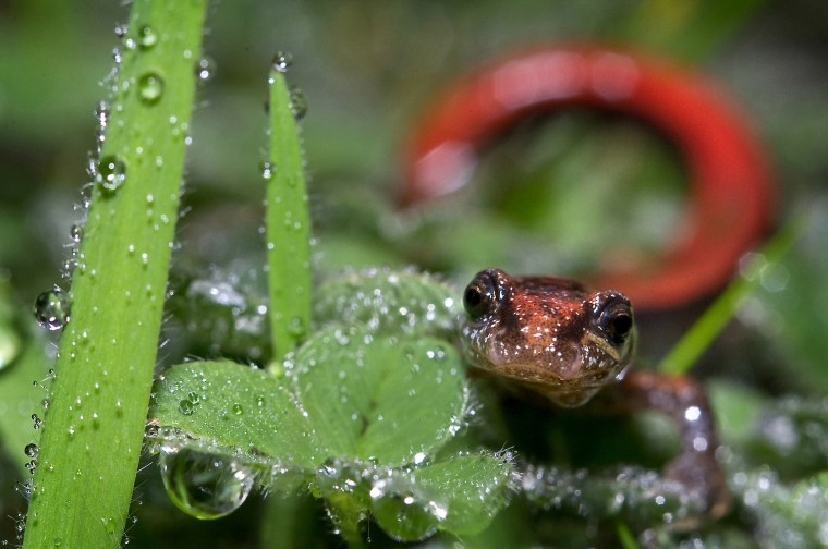 Animal Tracks: Nov. 7 - 14