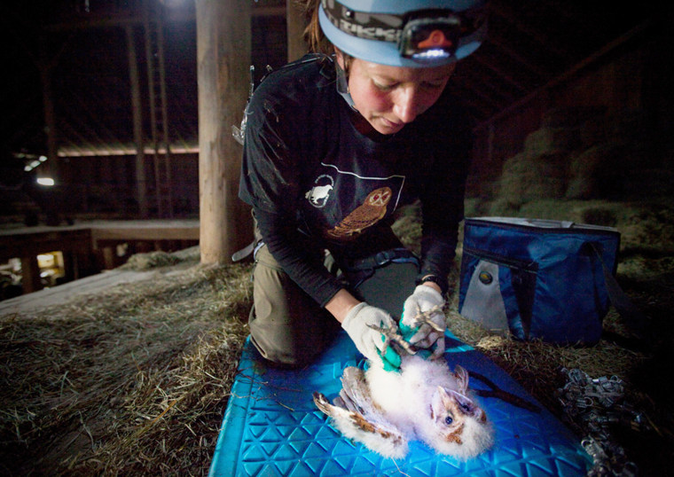 Studying owls in British Columbia